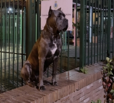 Cane corso con pedigree disponibile per monta